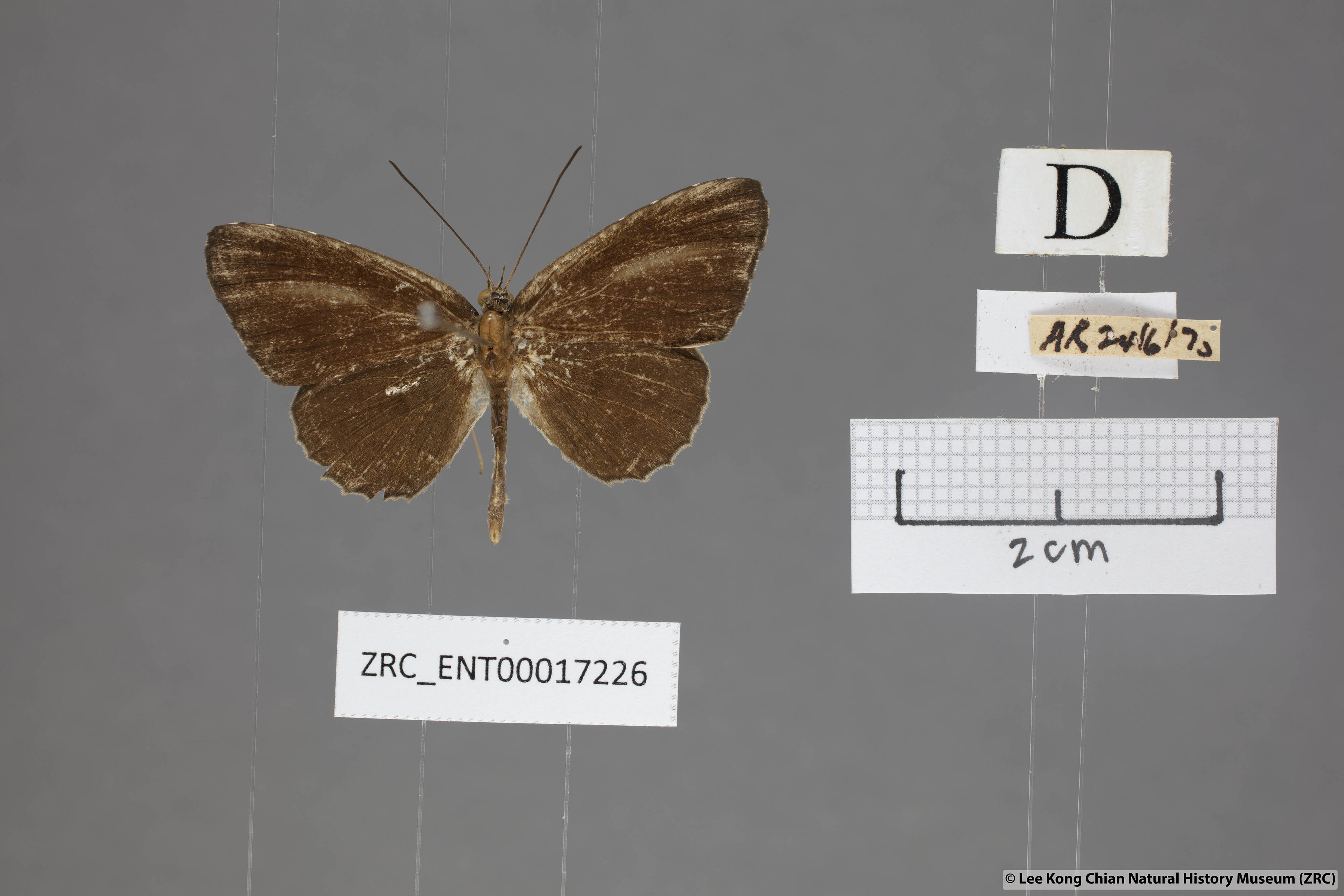 Allotinus fabius (Distant, 1887)