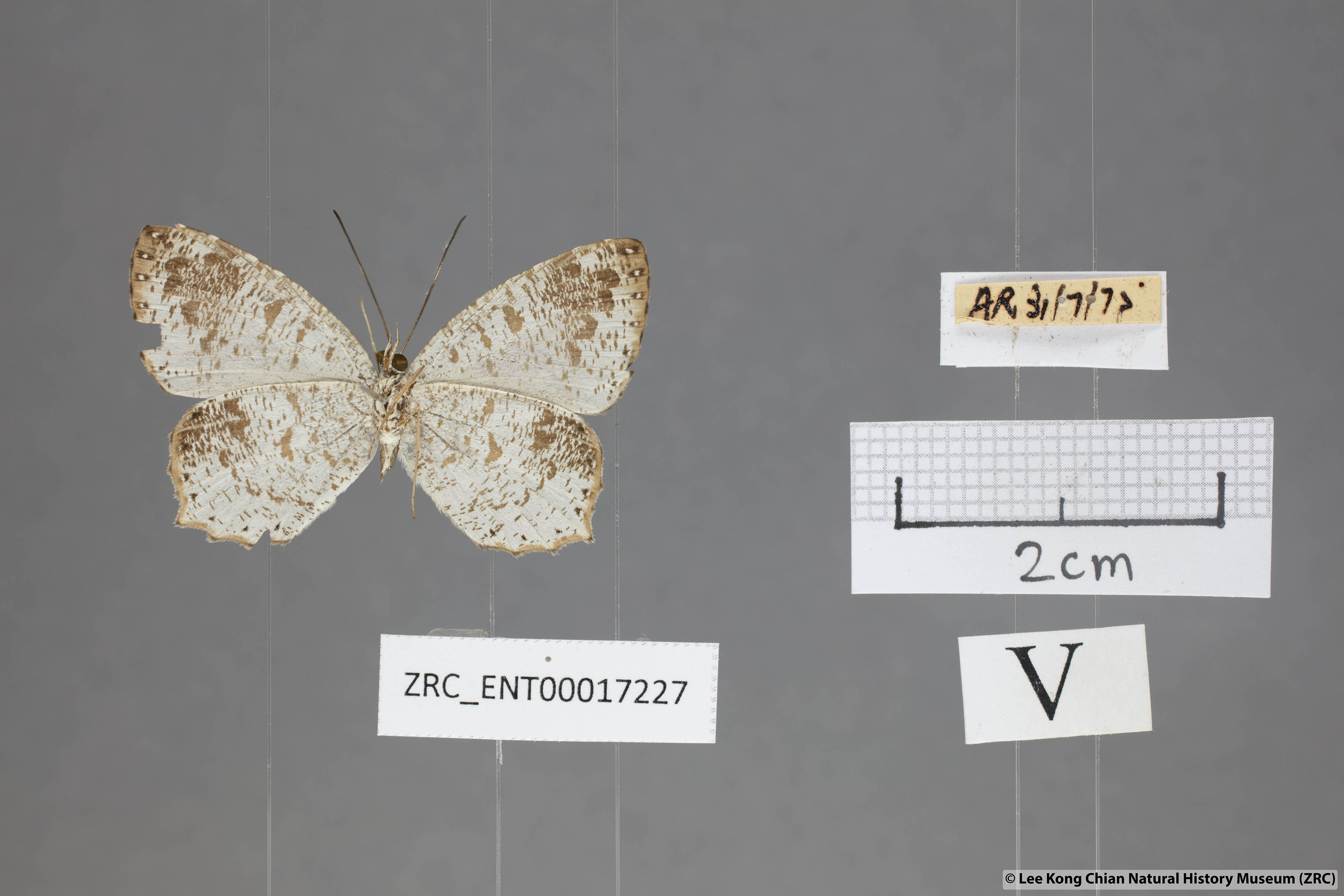 Allotinus fabius (Distant, 1887)