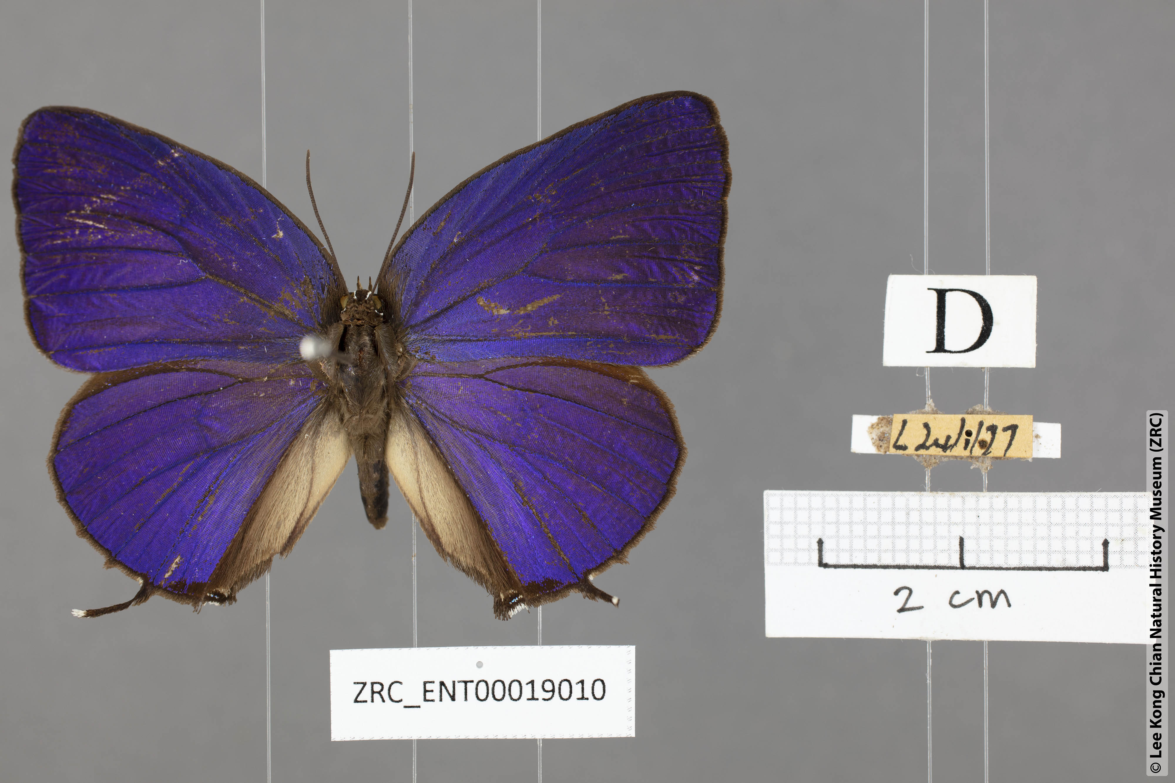 Arhopala aedias (Hewitson, 1862)