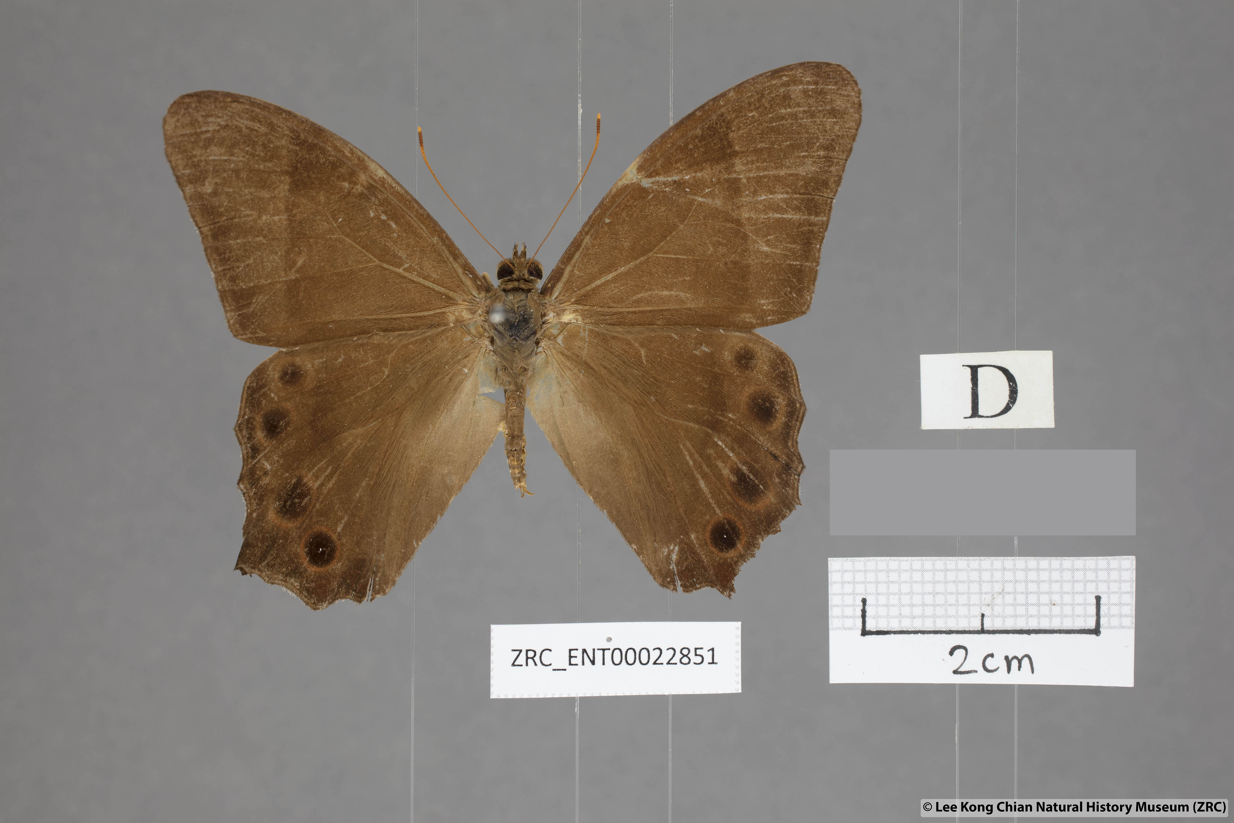 Lethe vindhya (Felder, 1859)