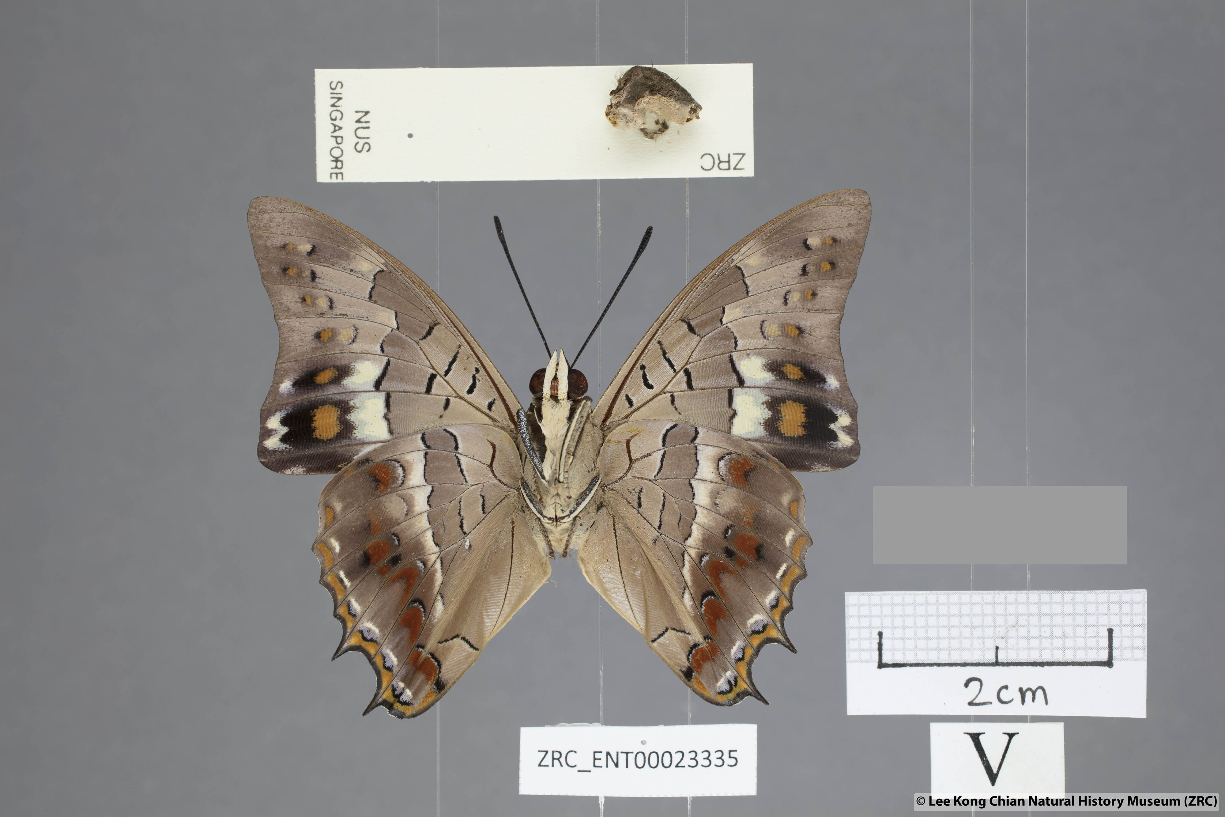 Charaxes solon echo Butler, 1867