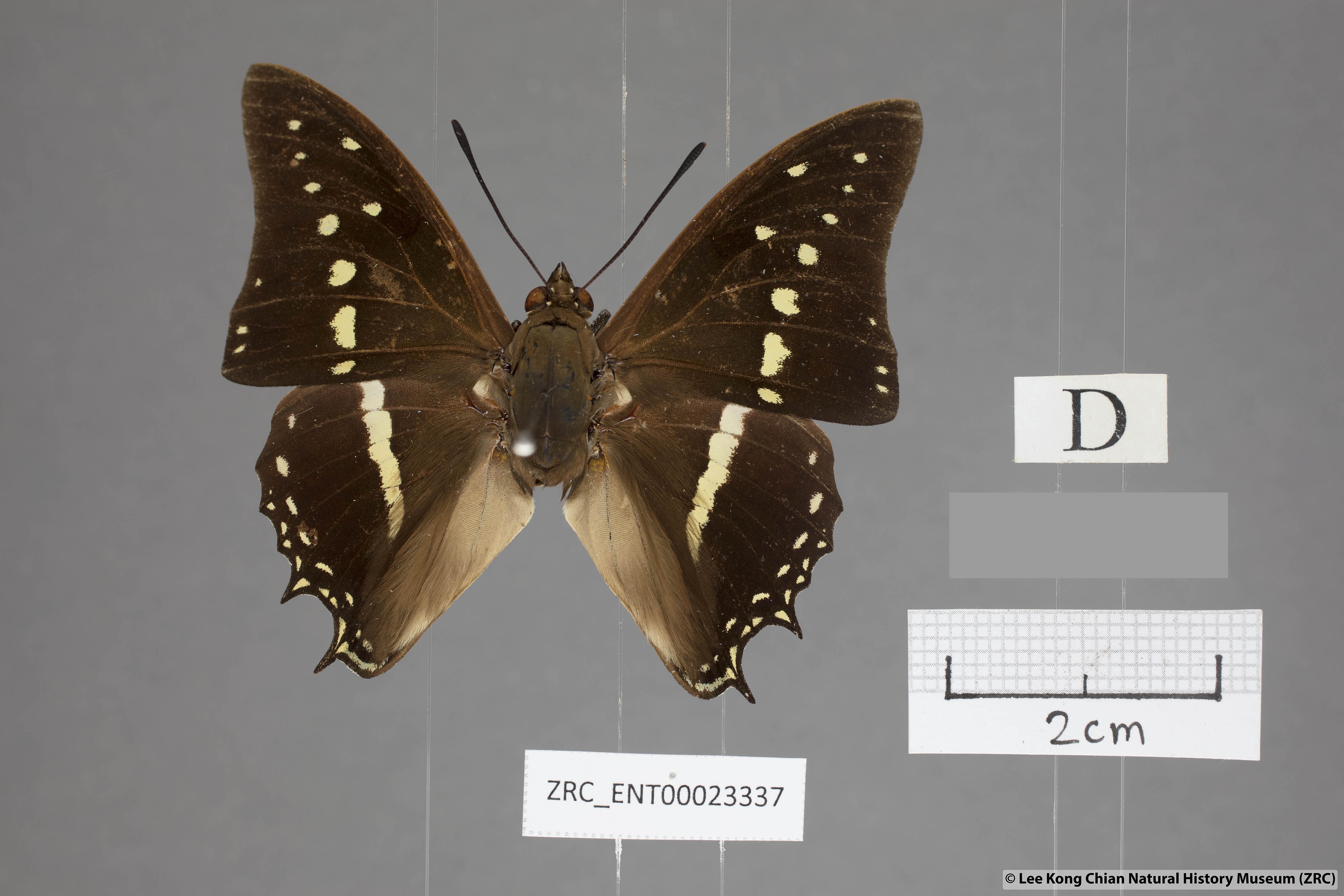 Charaxes solon echo Butler, 1867