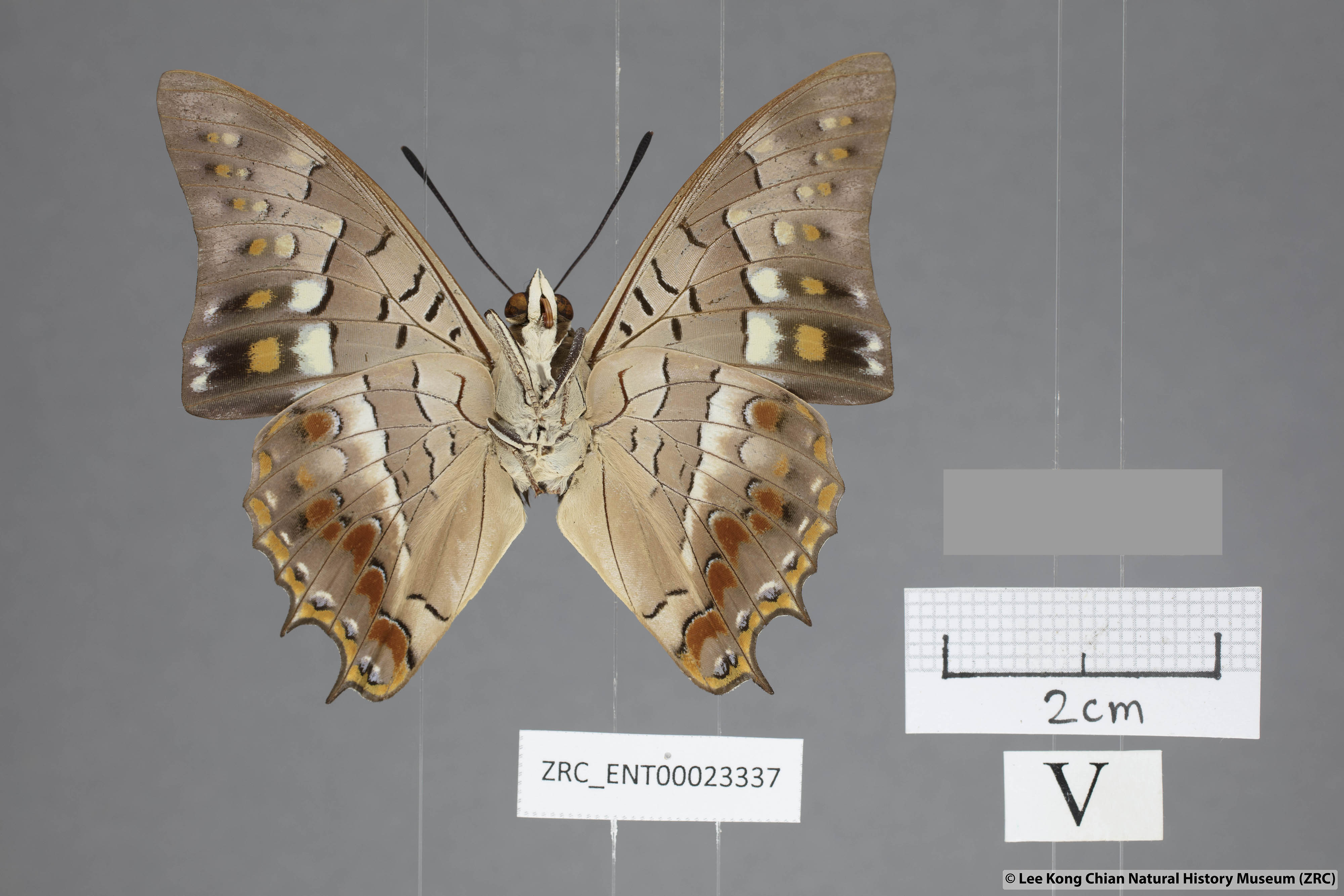 Charaxes solon echo Butler, 1867