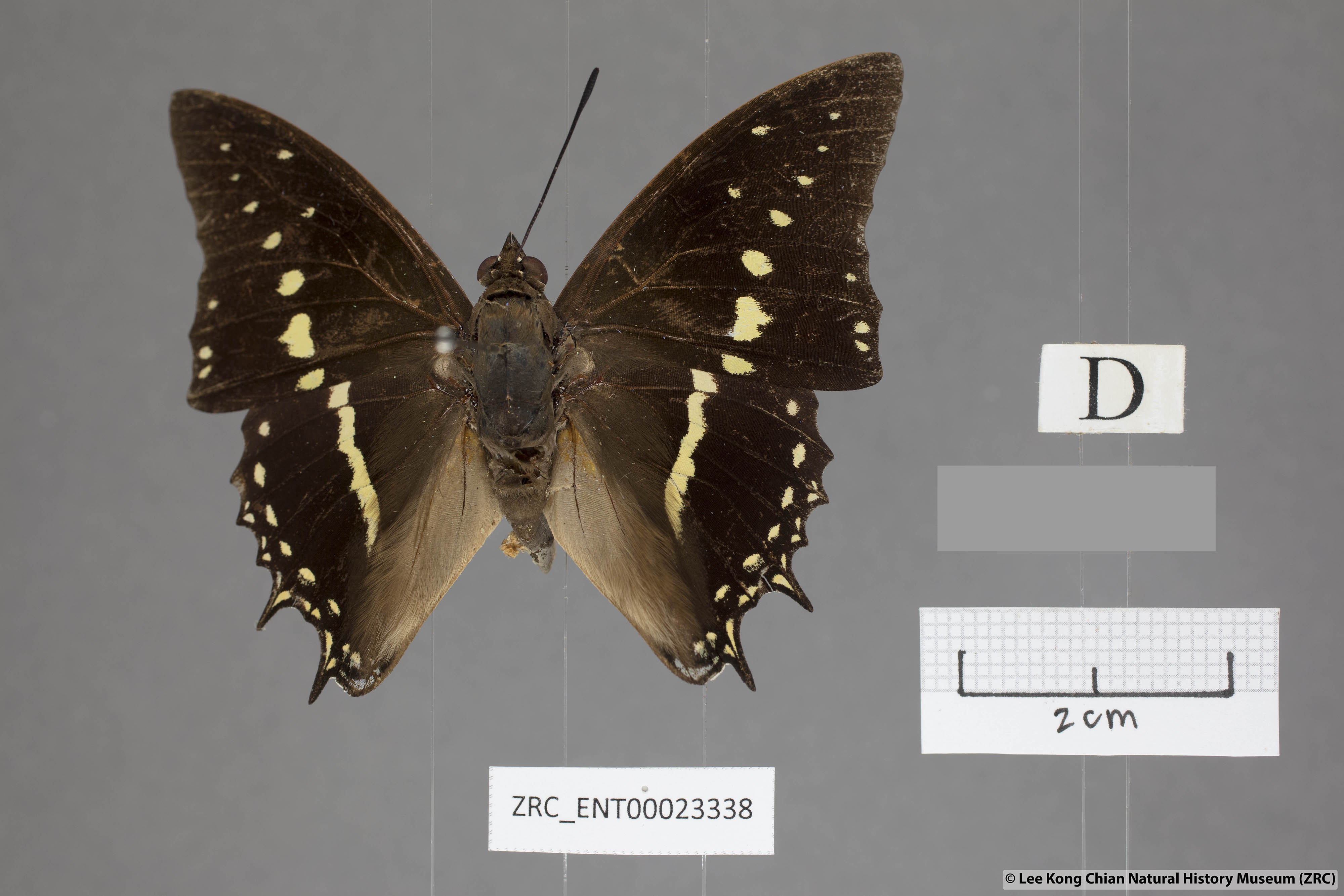 Charaxes solon echo Butler, 1867