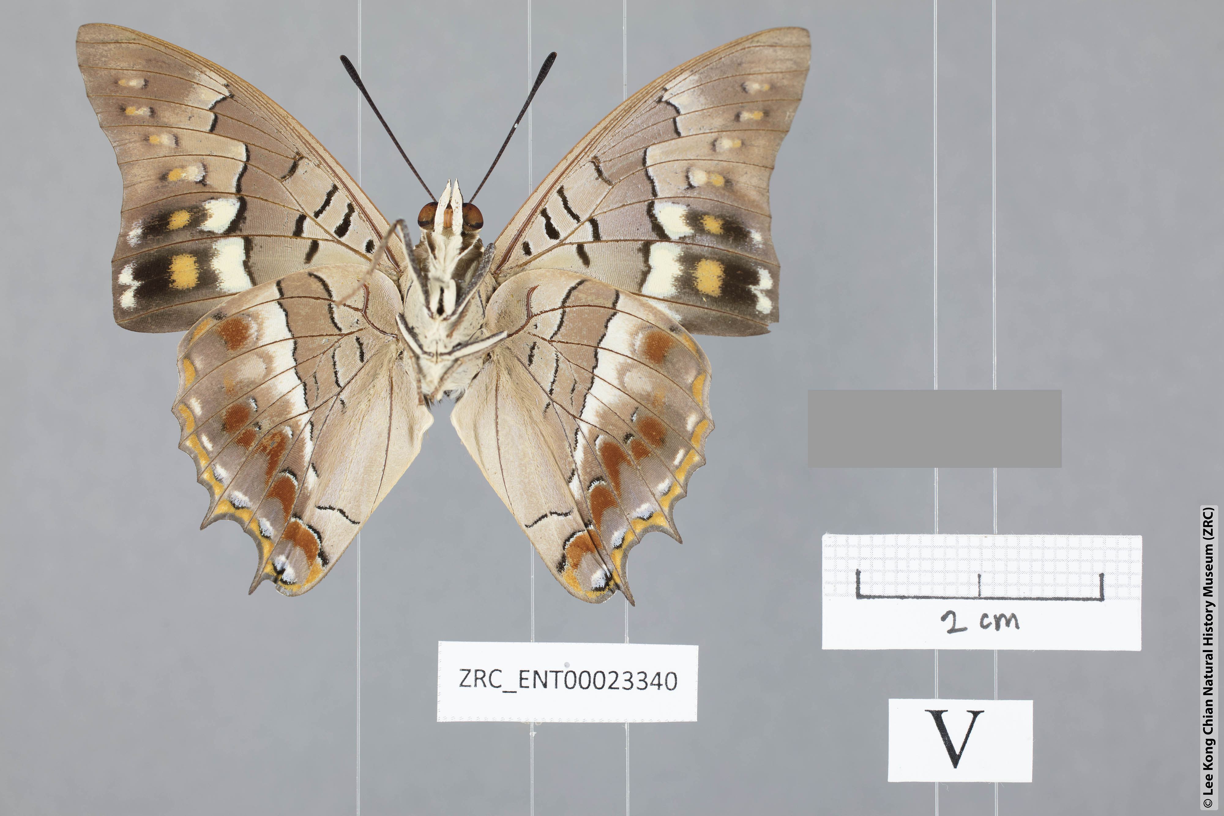 Charaxes solon echo Butler, 1867