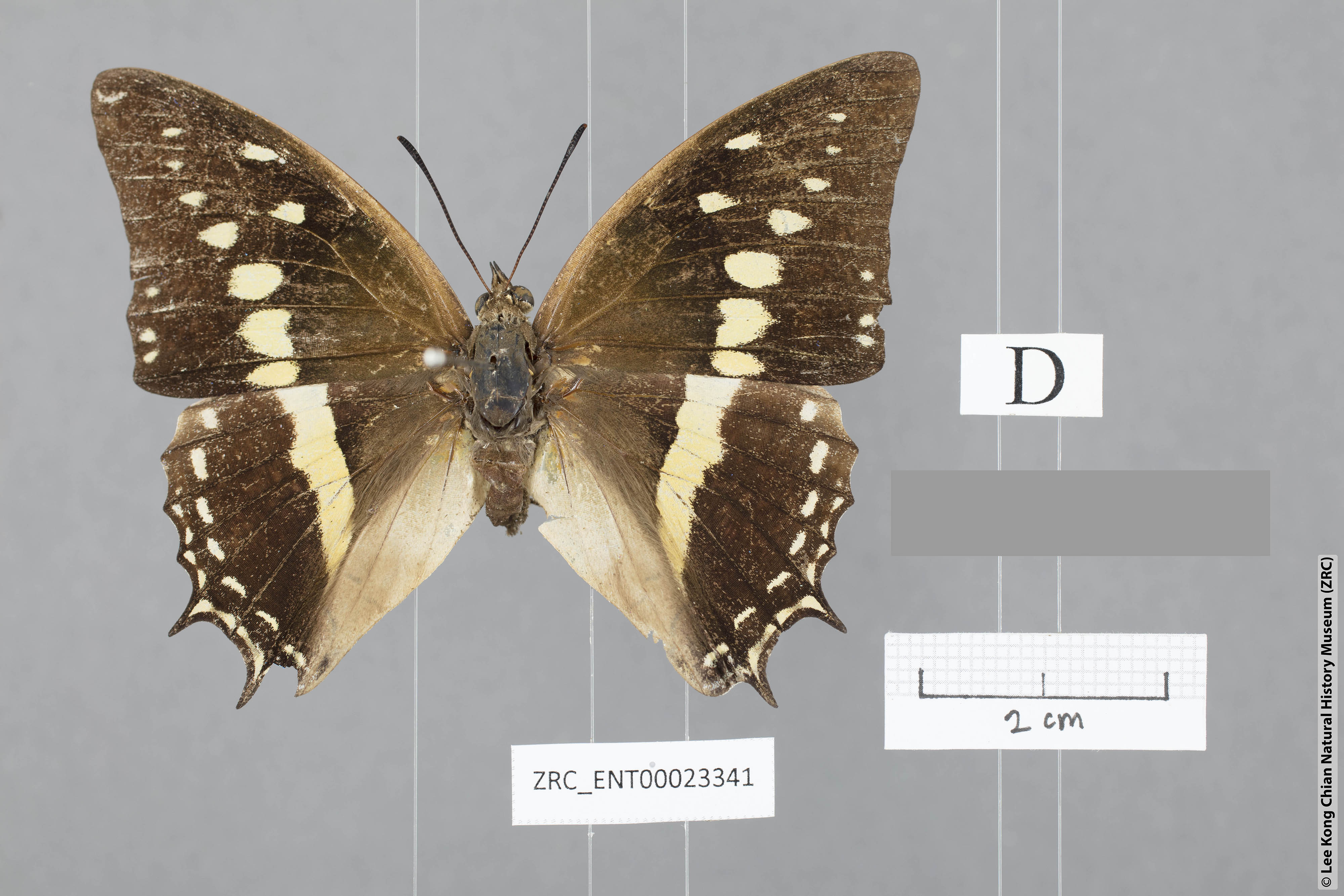 Charaxes solon echo Butler, 1867