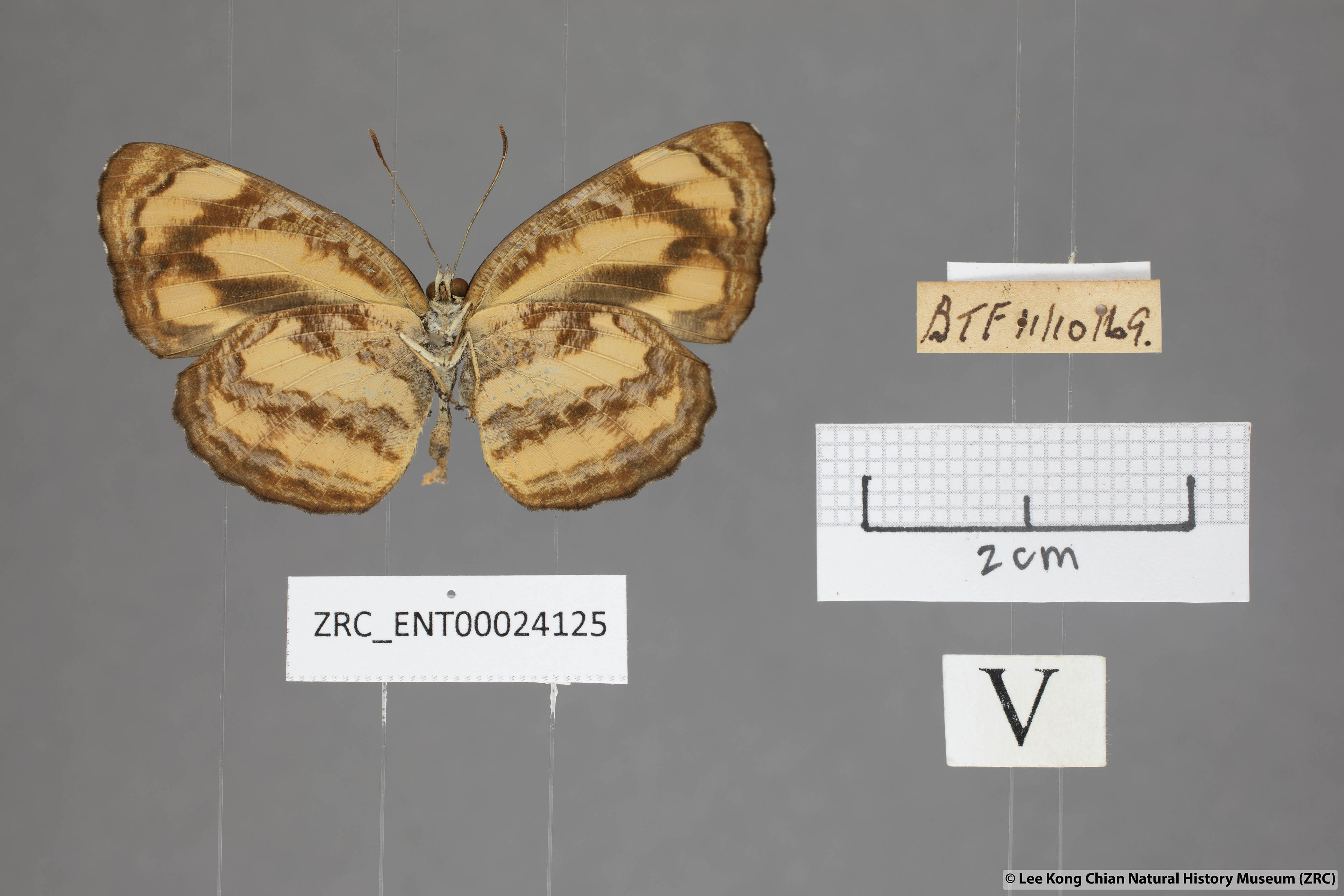 Pantoporia hordonia hordonia