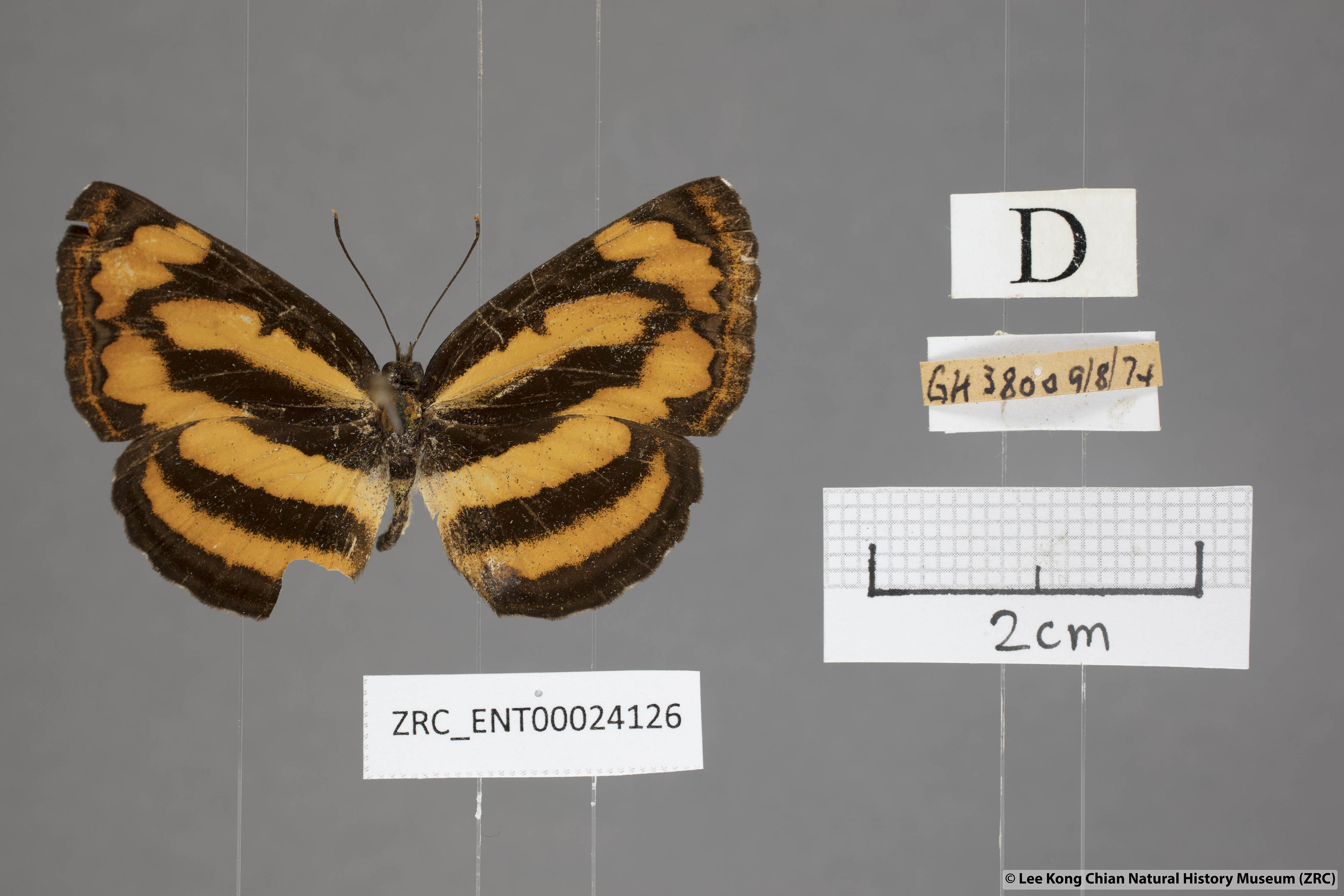 Pantoporia hordonia hordonia