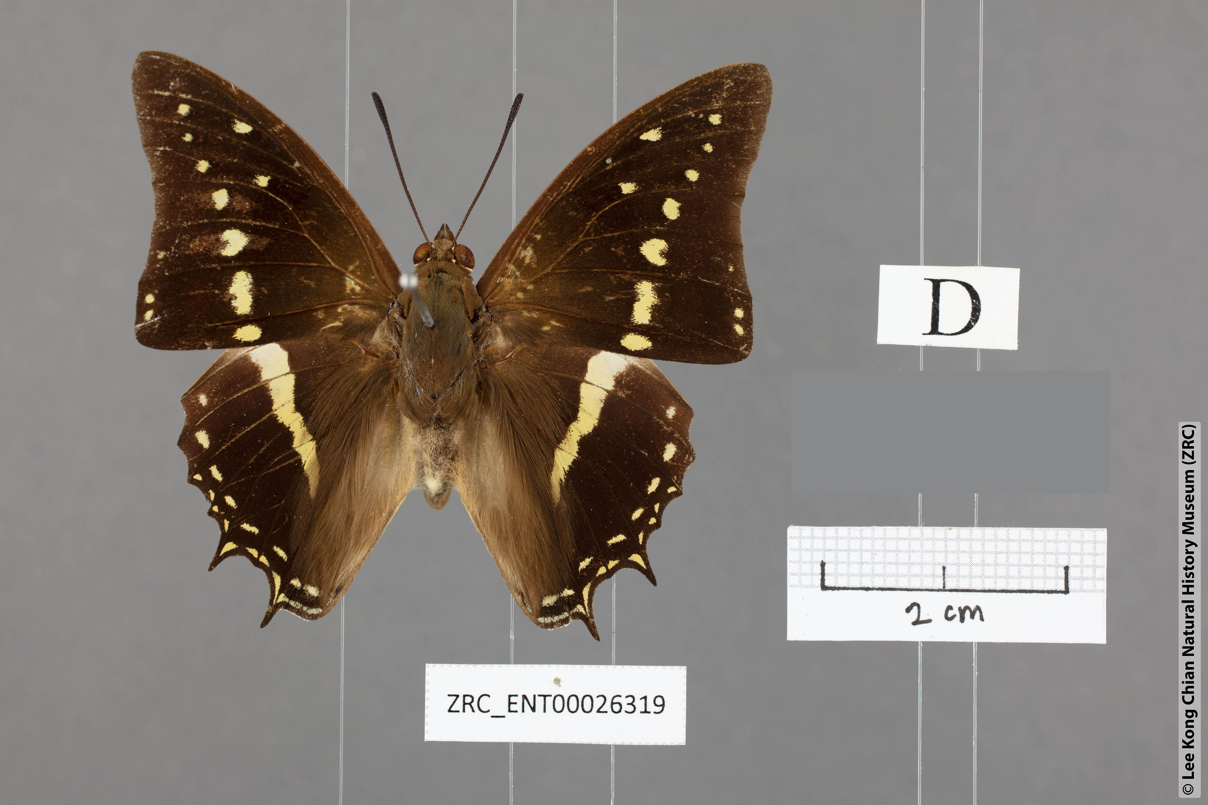 Charaxes solon echo Butler, 1867