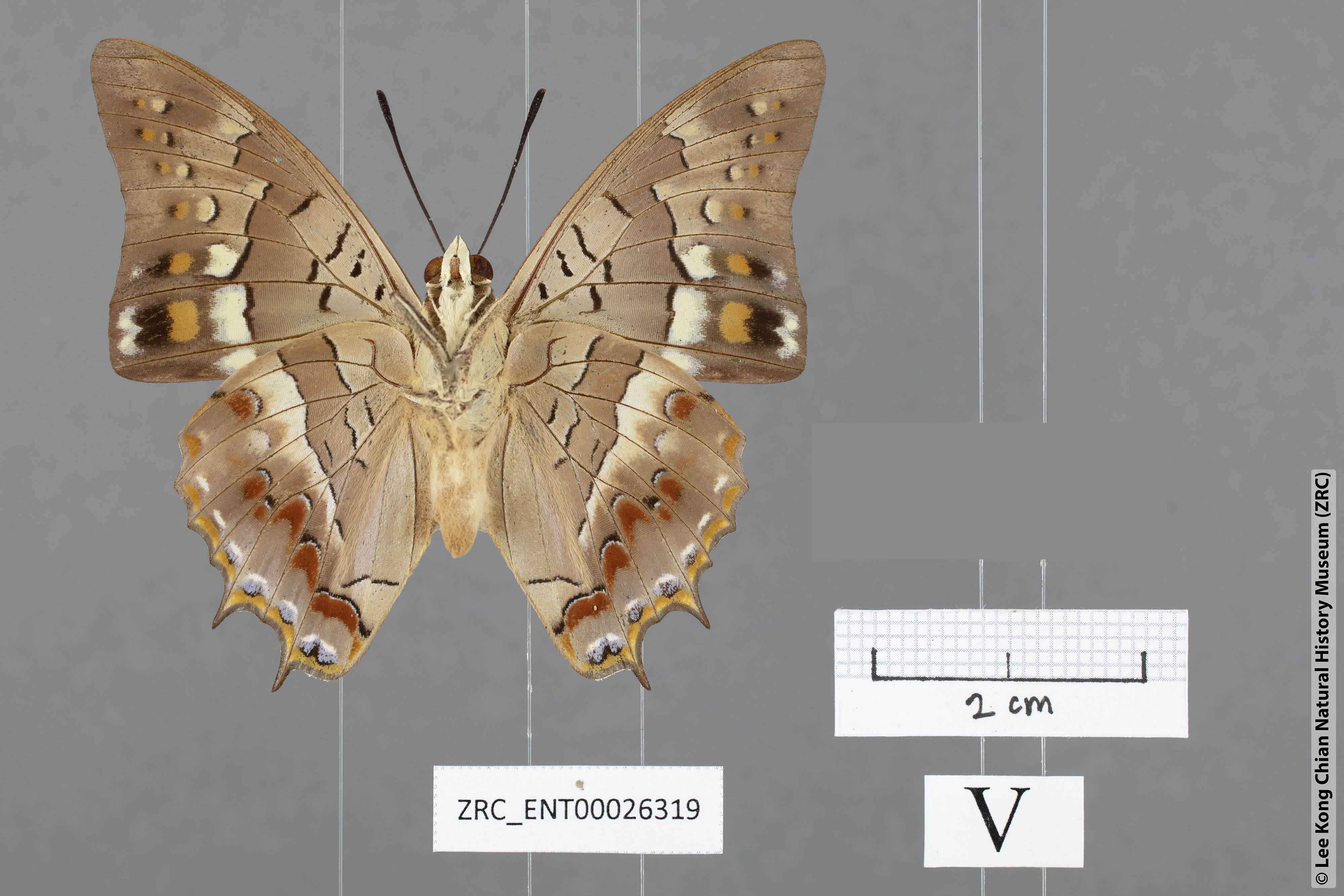 Charaxes solon echo Butler, 1867