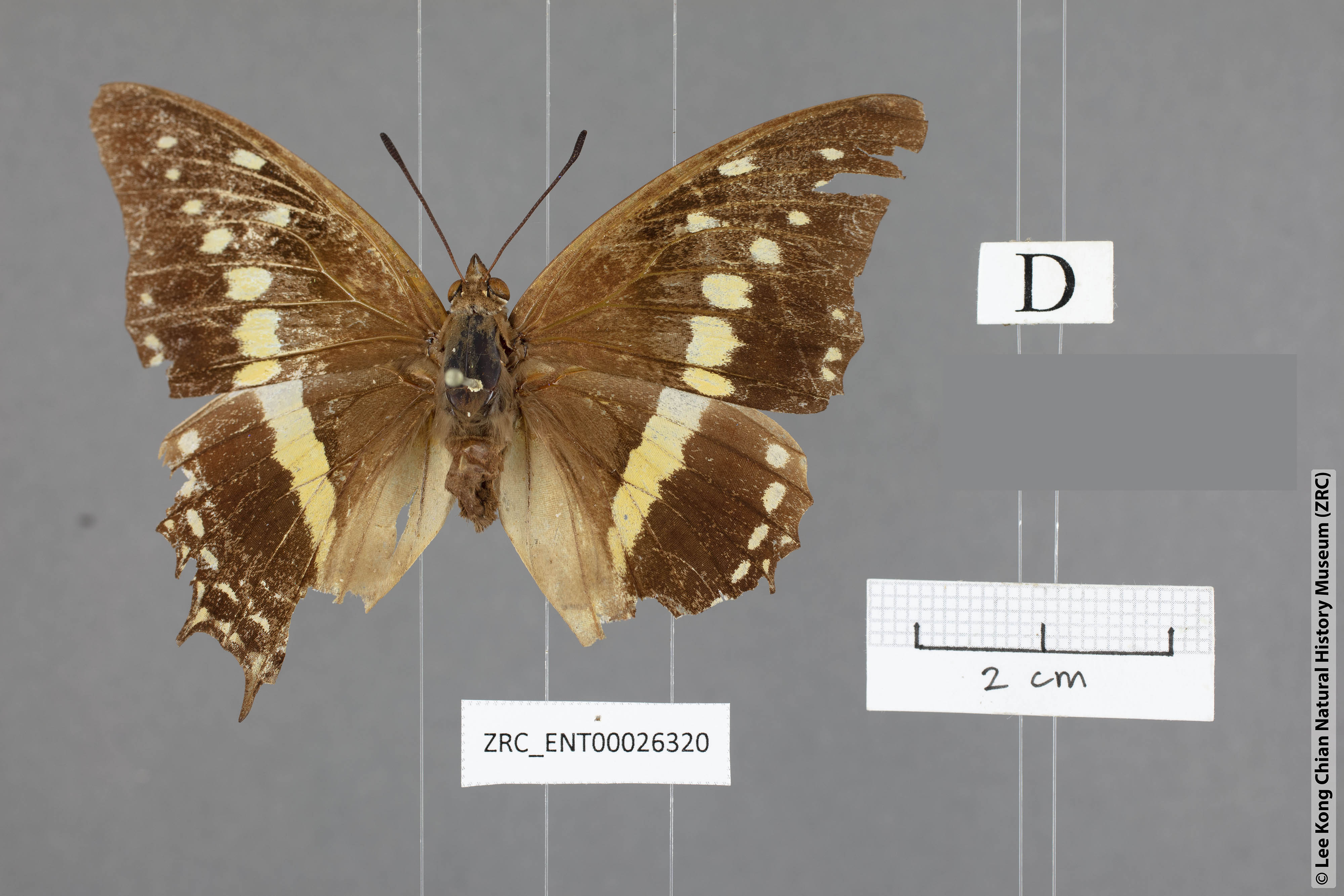 Charaxes solon echo Butler, 1867
