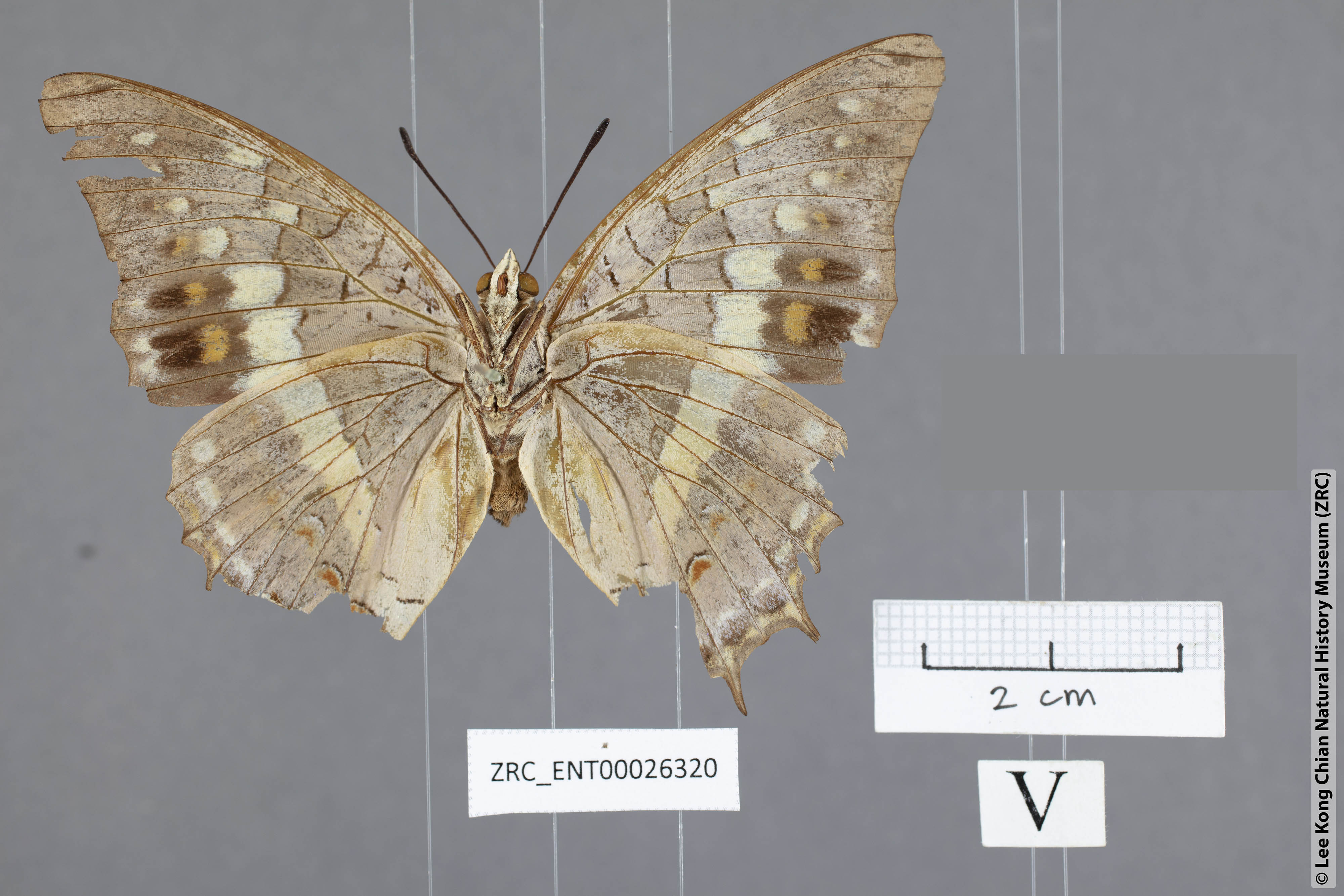 Charaxes solon echo Butler, 1867