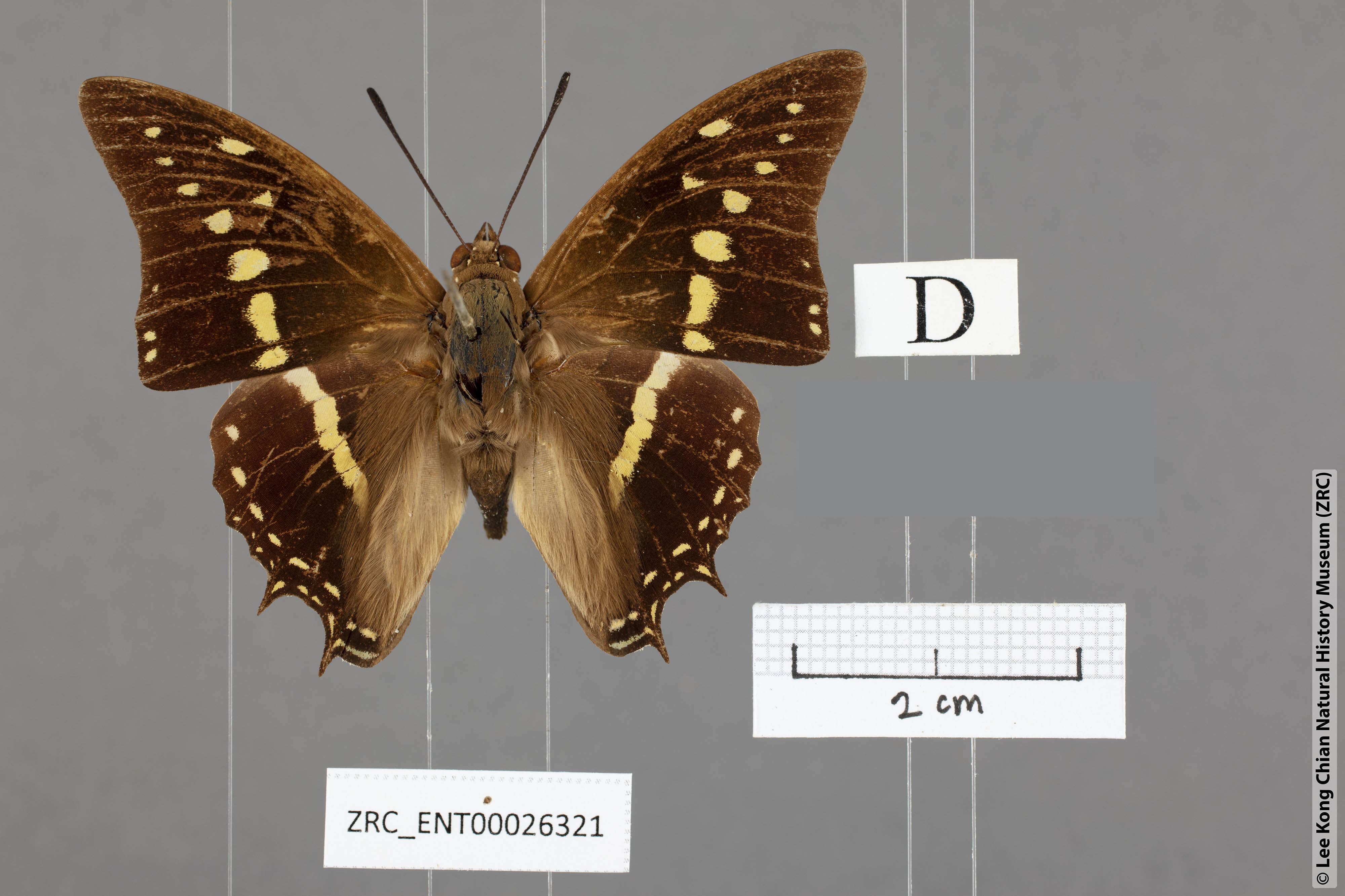 Charaxes solon echo Butler, 1867