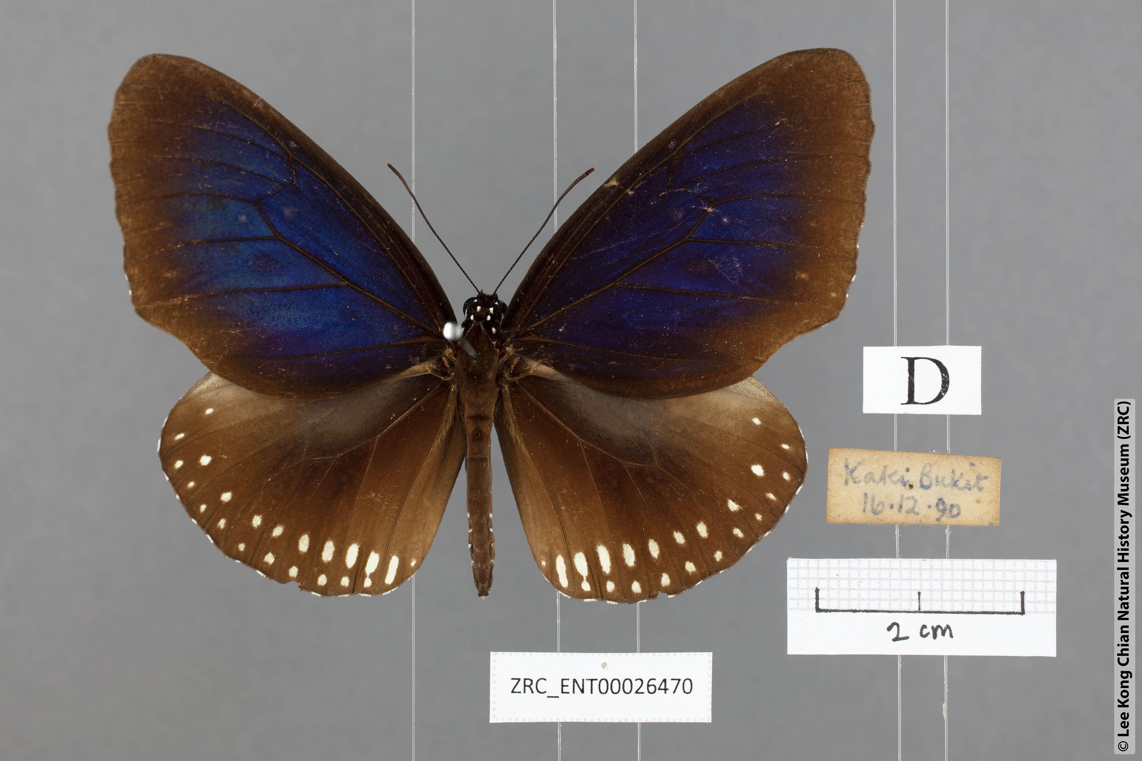 Euploea modesta Butler, 1866