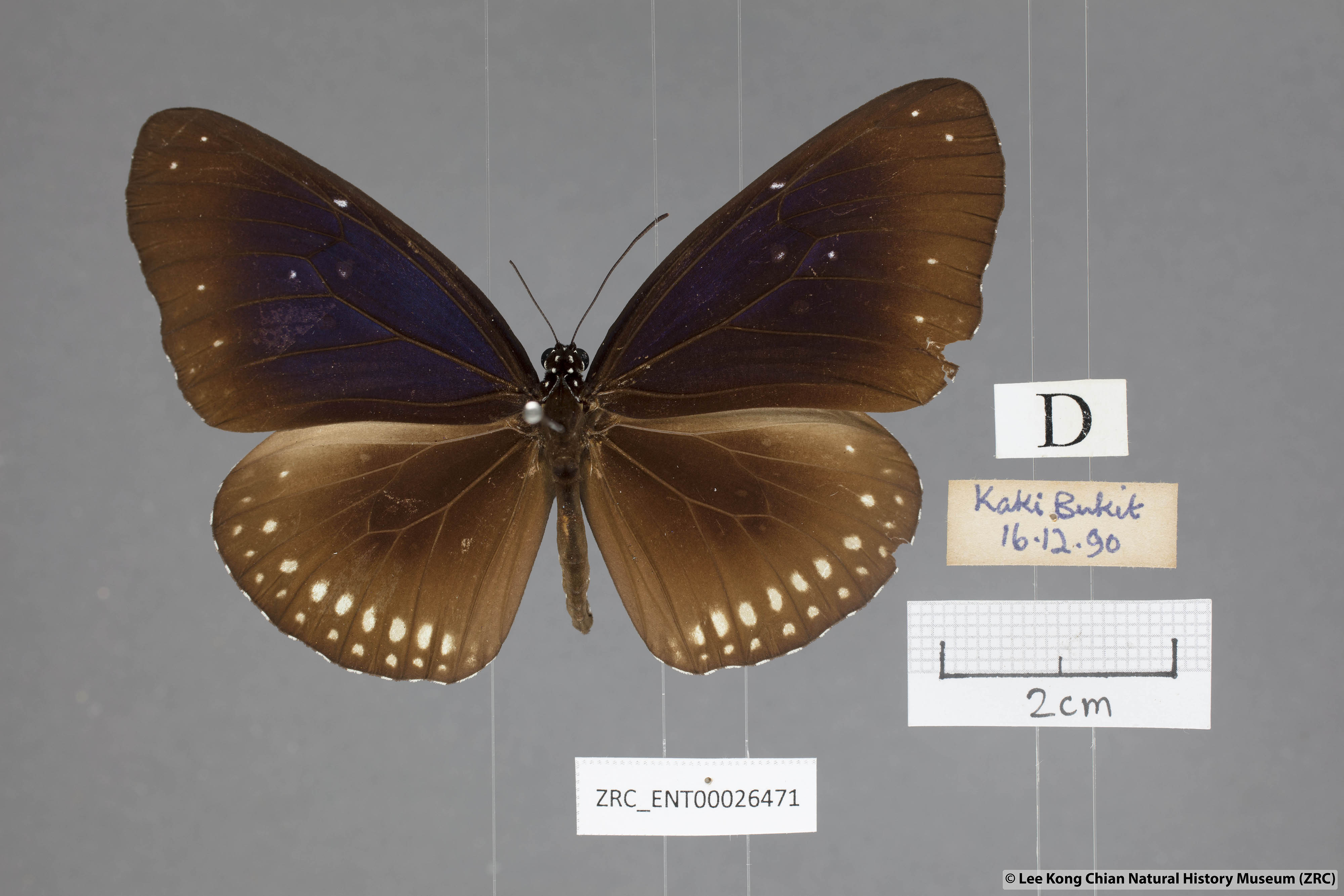 Euploea modesta Butler, 1866