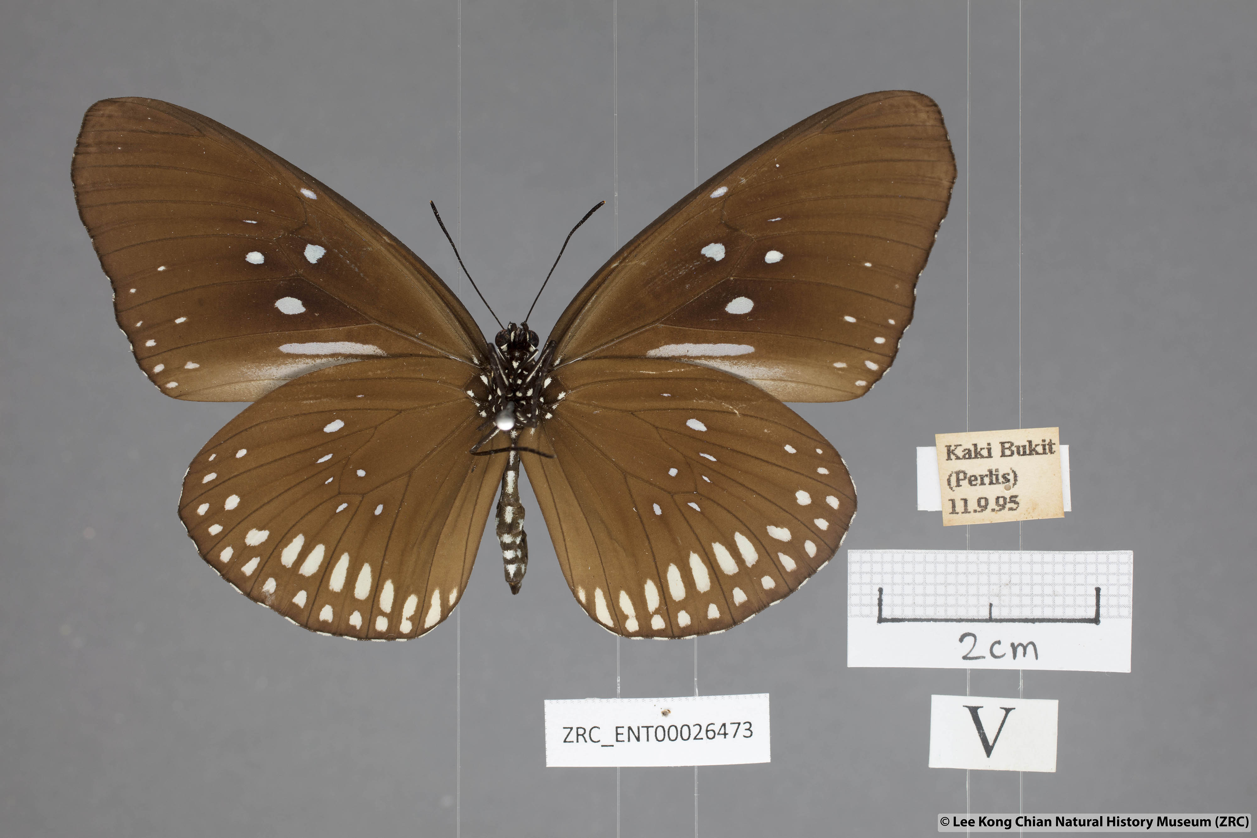 Euploea modesta Butler, 1866